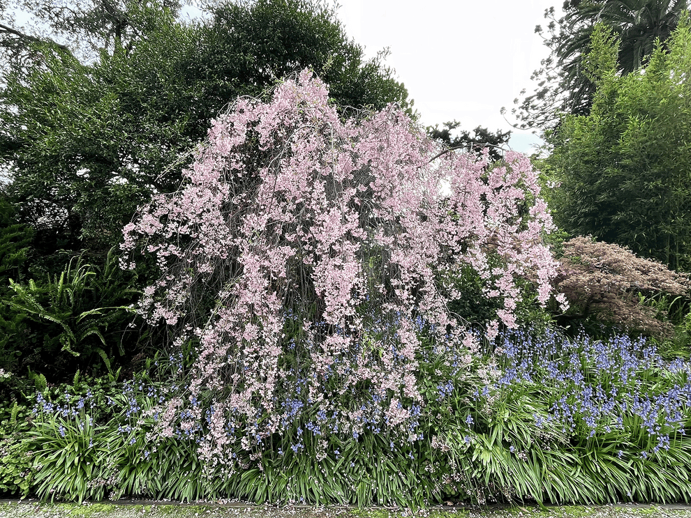 Prunus persica - Rose Charm Weeping Peach – Cedar Nursery + Design