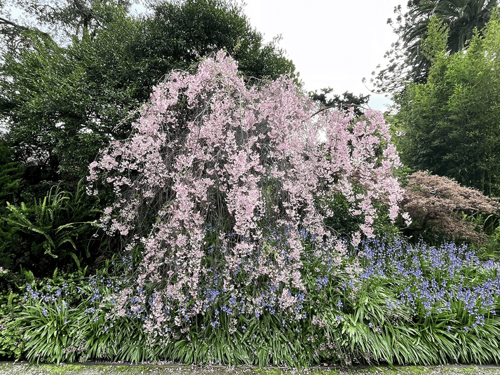 Lagerstroemia - Moonlight Magic Crepe Myrtle – Cedar Nursery + Design