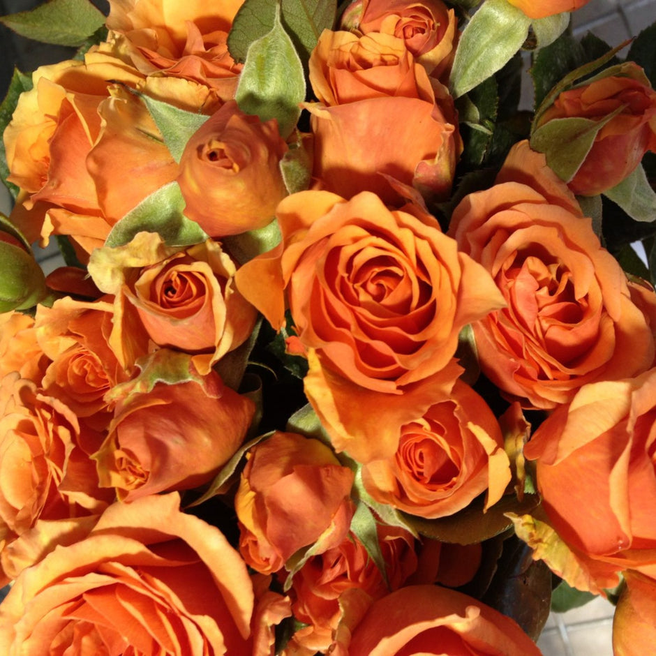 Hybrid Tea Roses – Cedar Nursery + Design