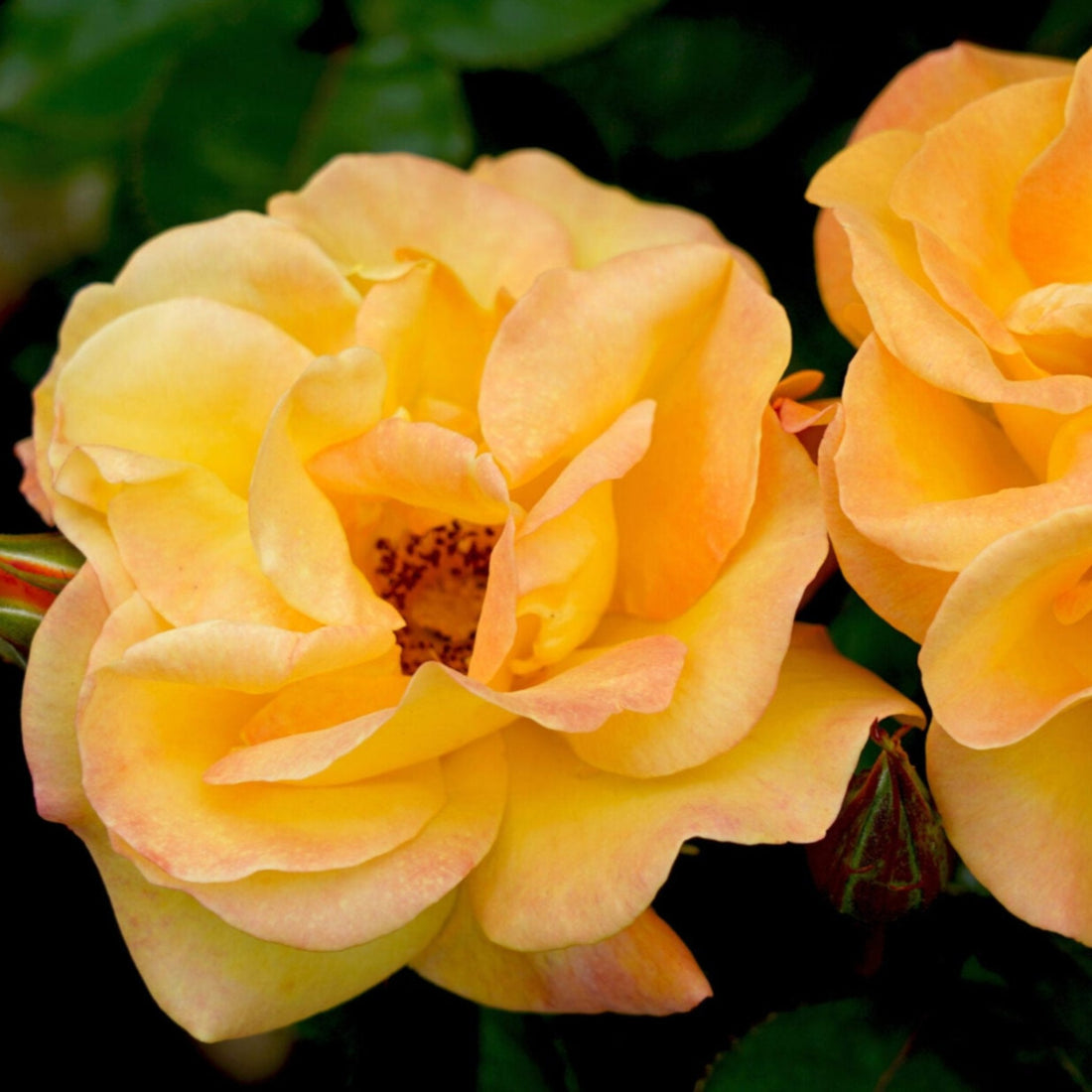 Bright Smiles Rose – Cedar Nursery + Design