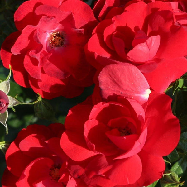 Cayenne Rose – Cedar Nursery + Design