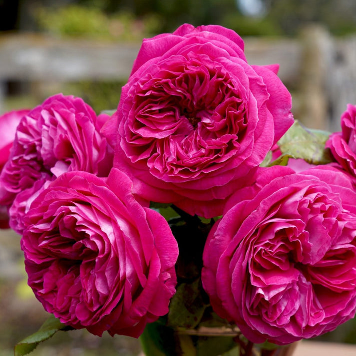 Delightful Parfuma Rose – Cedar Nursery + Design