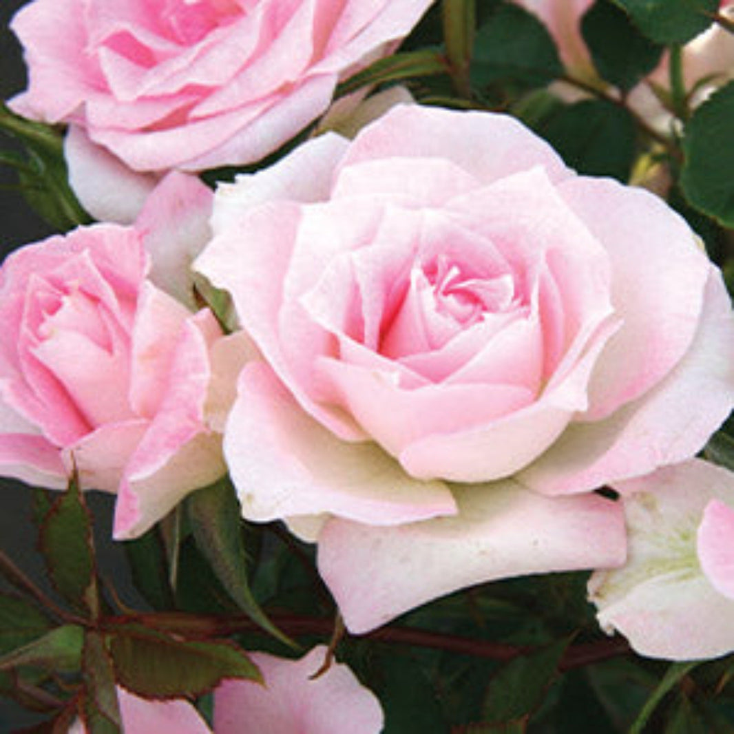 Miniature Roses – Cedar Nursery + Design