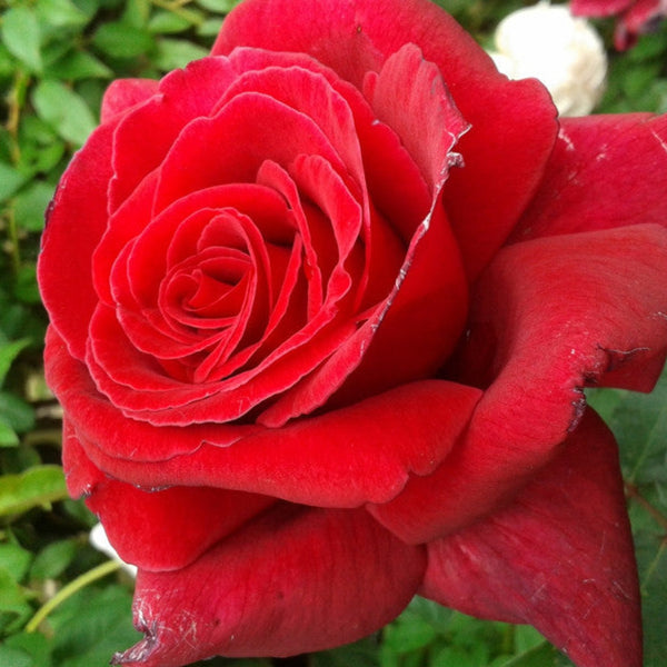 Firefighter rose (potted) – Cedar Nursery