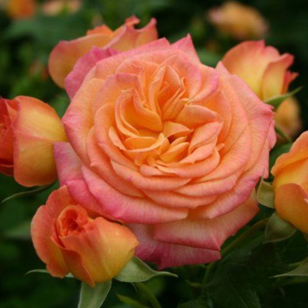 Garden Delight Rose – Cedar Nursery + Design