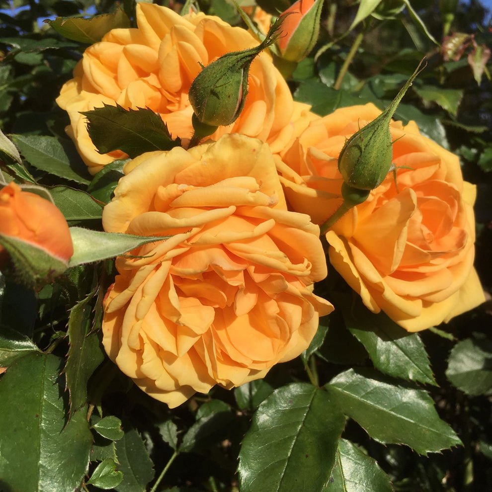 Golden Beauty Rose – Cedar Nursery + Design