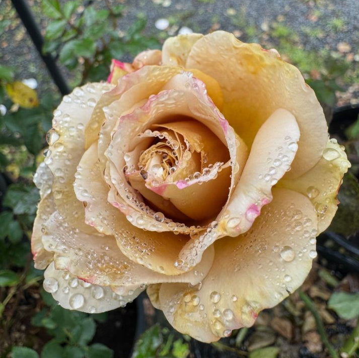 Honey Dijon Rose – Cedar Nursery + Design