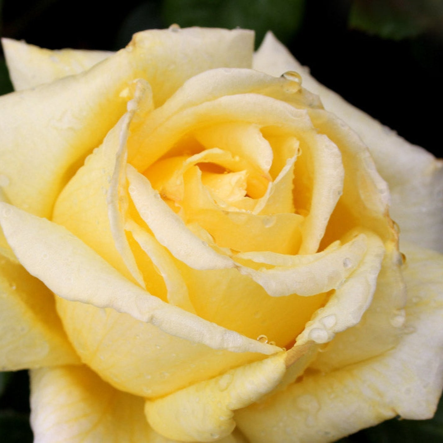Little Ray of Sunshine Rose – Cedar Nursery + Design