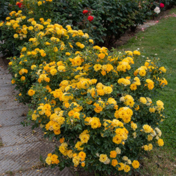 Lucciola rose (potted) – Cedar Nursery