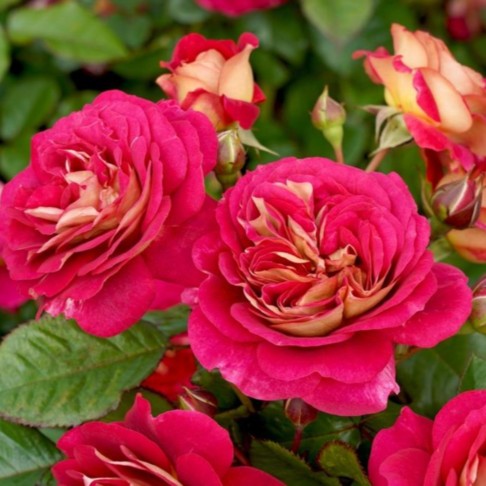 No Surrender Rose – Cedar Nursery + Design