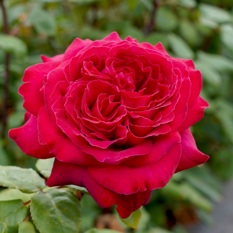 Sir Donald Bradman Rose – Cedar Nursery + Design