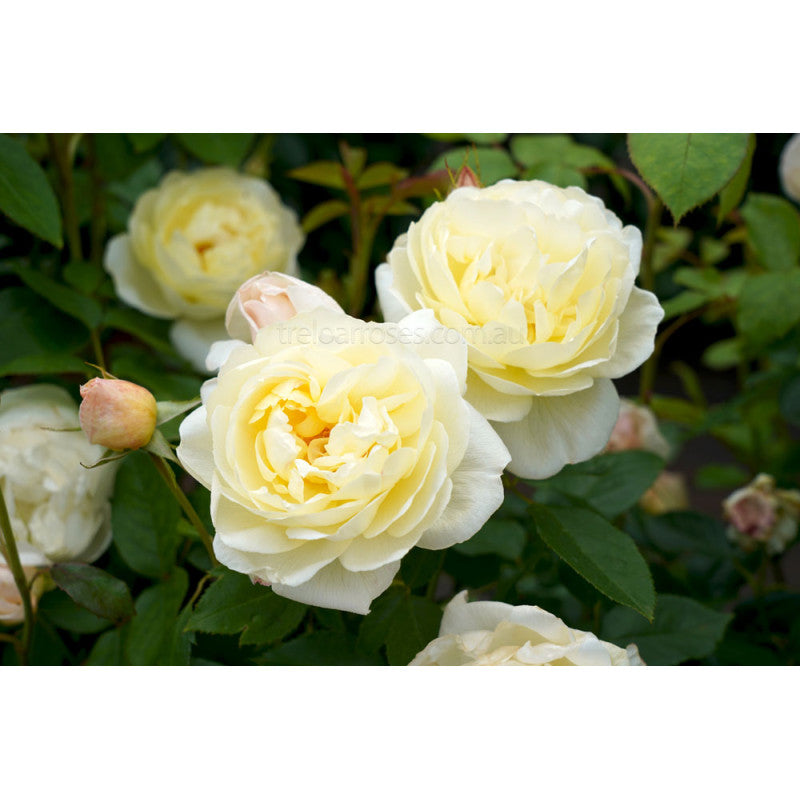 Vanessa Bell Rose – Cedar Nursery + Design